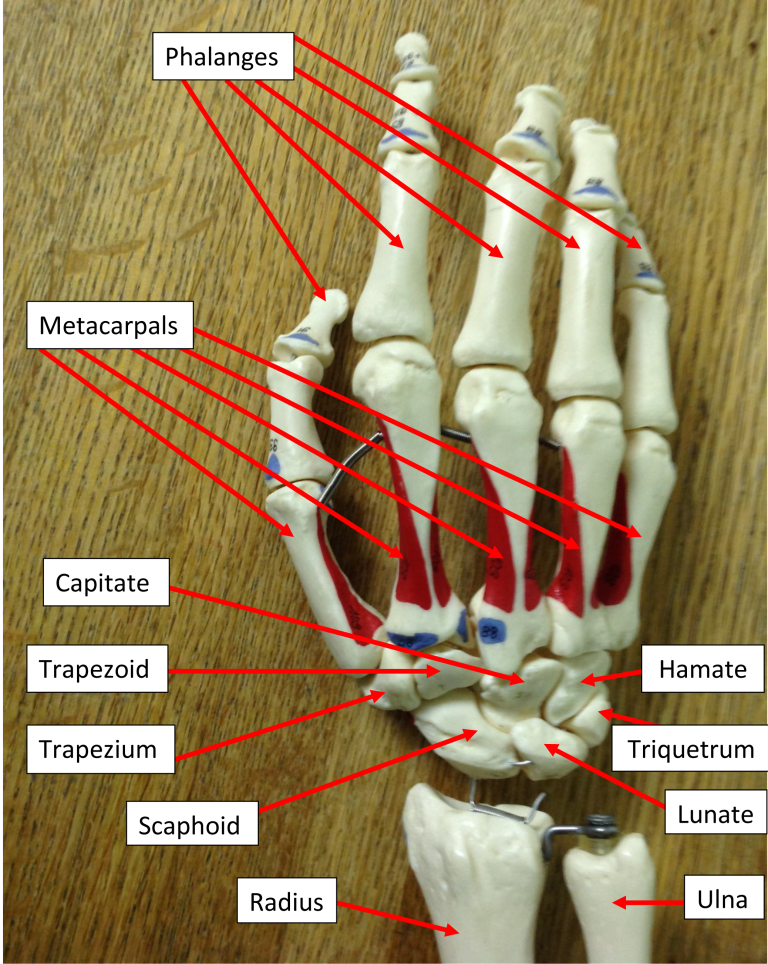 Strategy to Palpate Carpal Bones - iOrtho+®